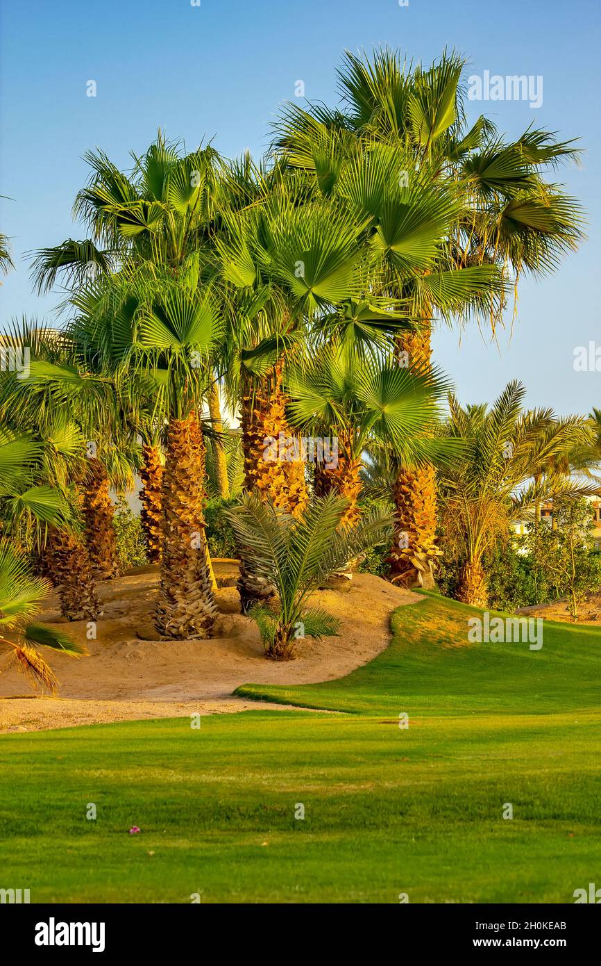 Palm tree on the green field Stock Photo - Alamy
