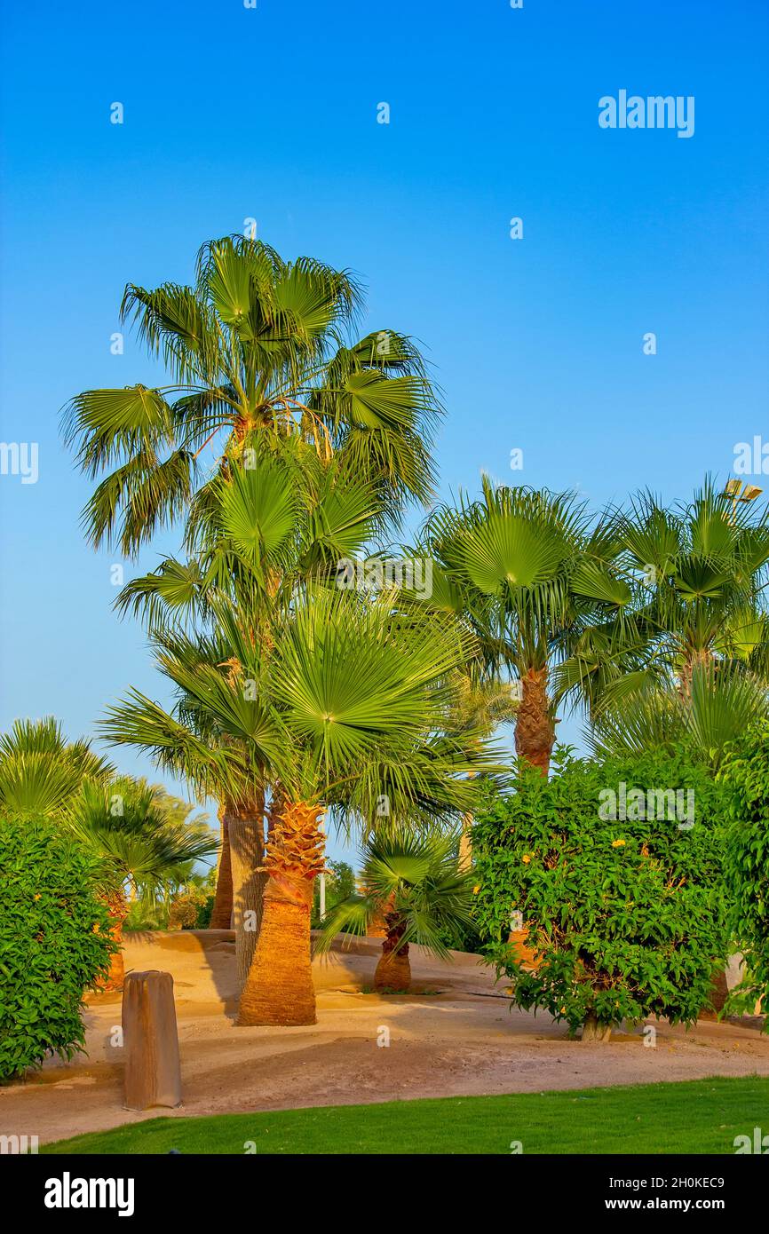 Palm tree on the green field Stock Photo - Alamy