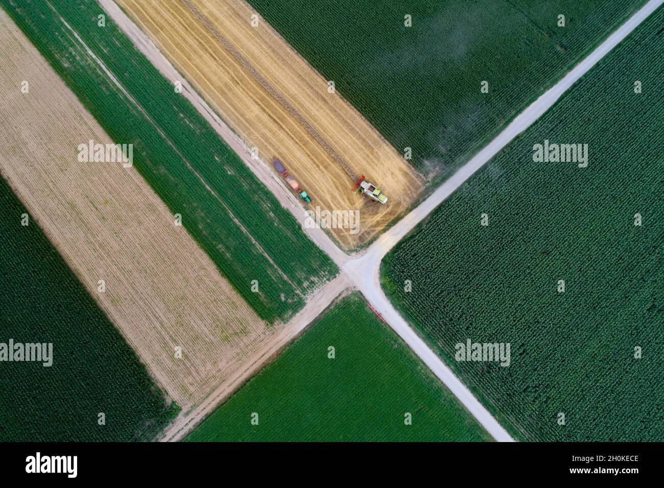 Top view of combine harvester and tractor with trailers working in ...
