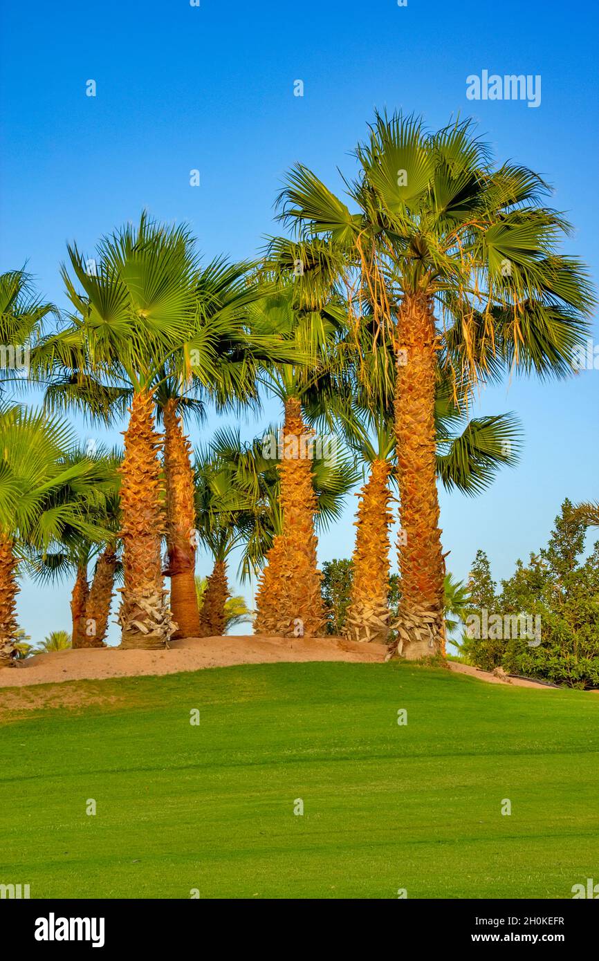Palm tree on the green field Stock Photo - Alamy