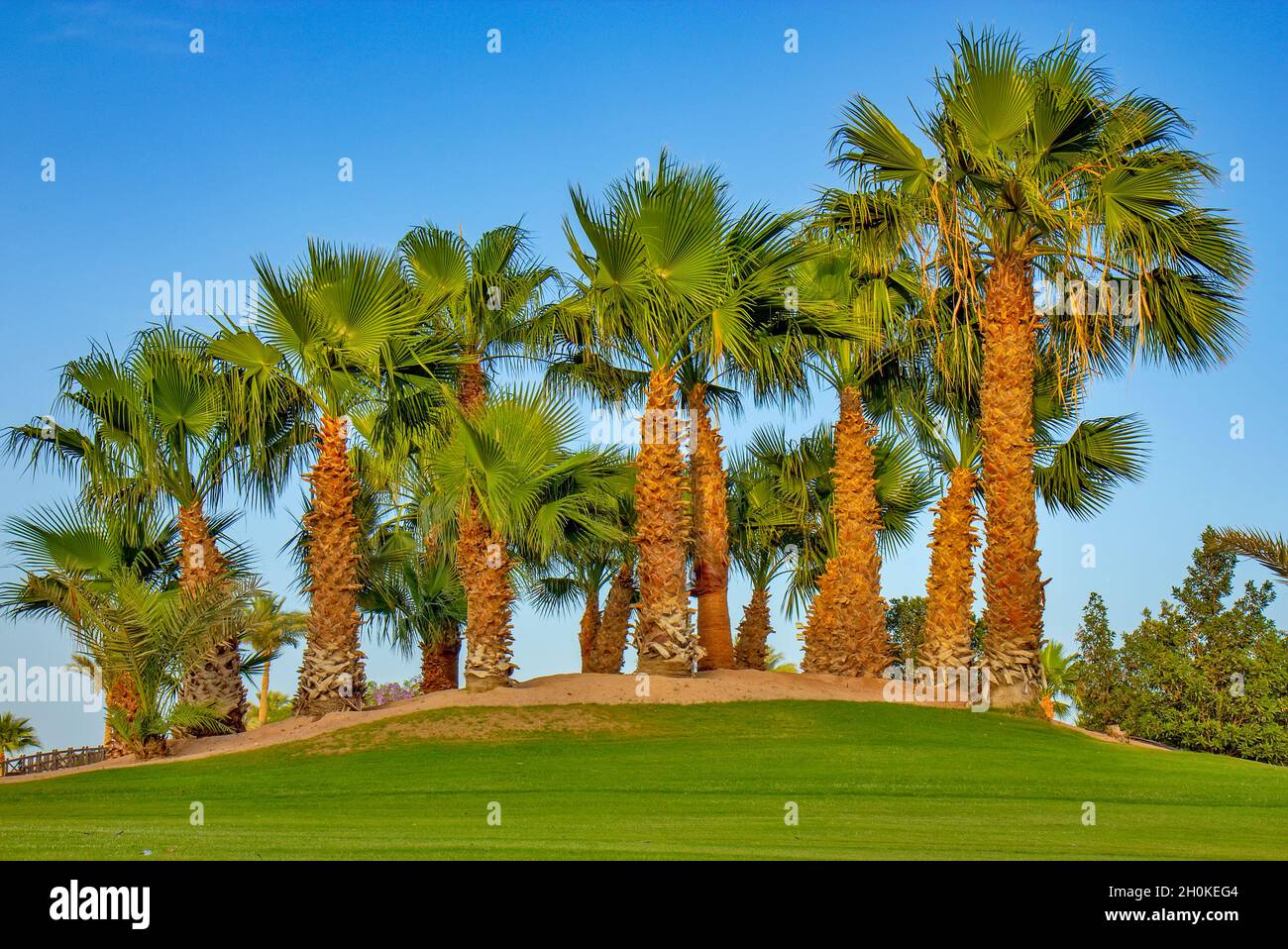 Palm tree on the green field Stock Photo - Alamy