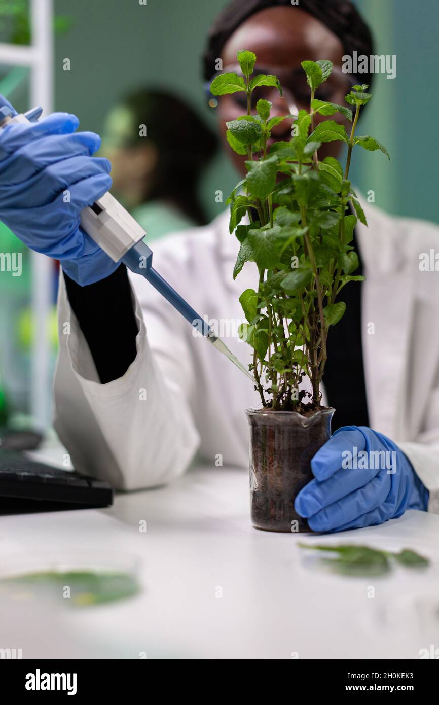 African american chemist researcher dropping liquid in sapling using ...
