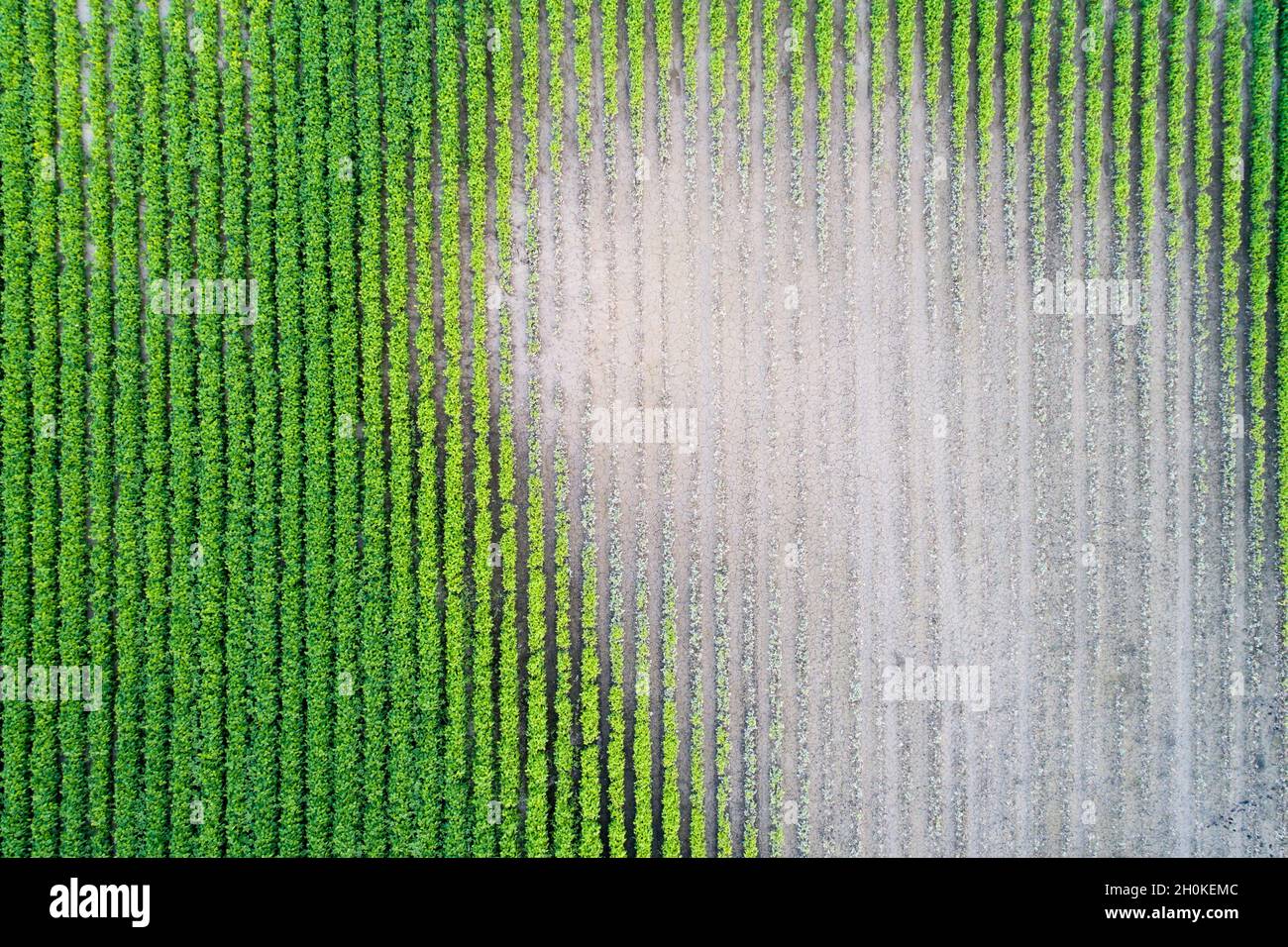Aerial image of soybean field with problematic parts of ground, shoot ...