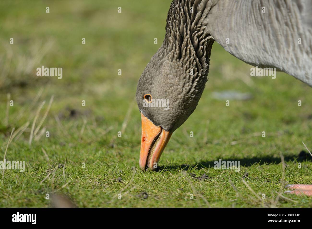 Greylag Goose Teeth