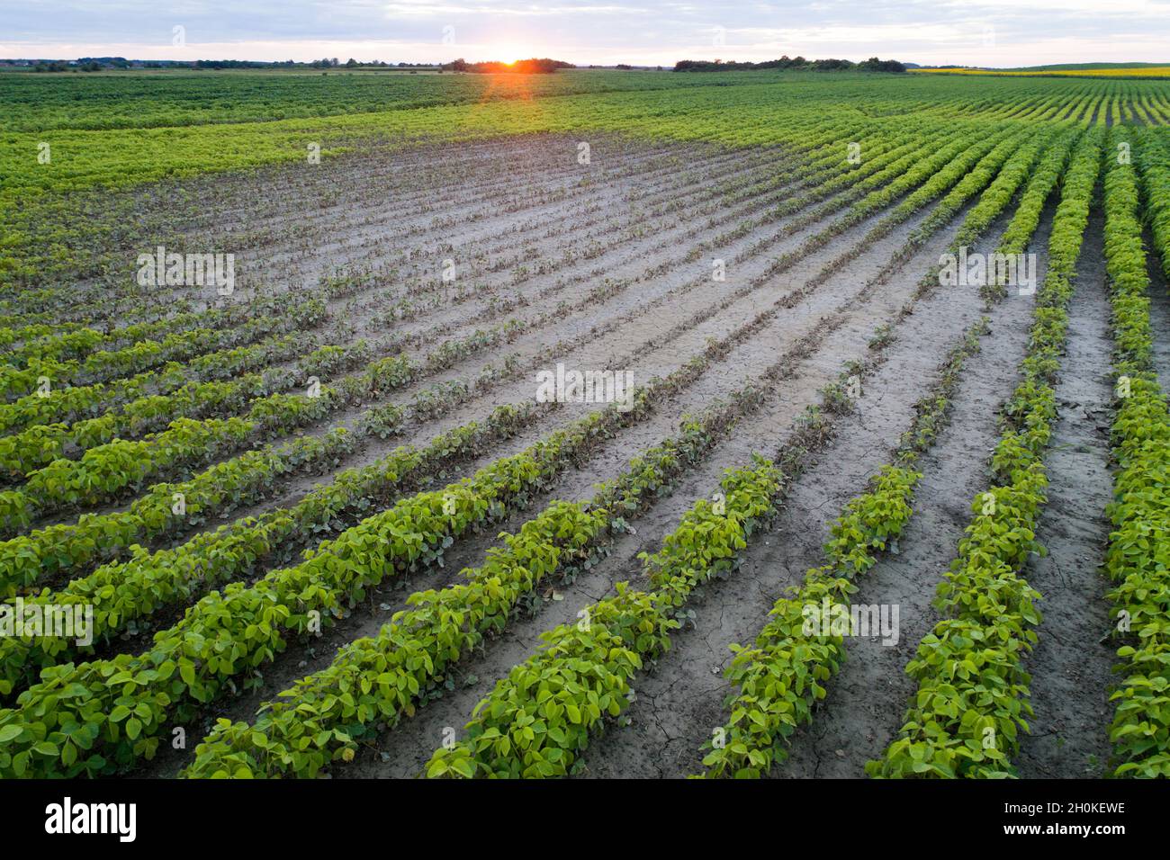 Aerial view of soybean field with problematic parts of ground during ...