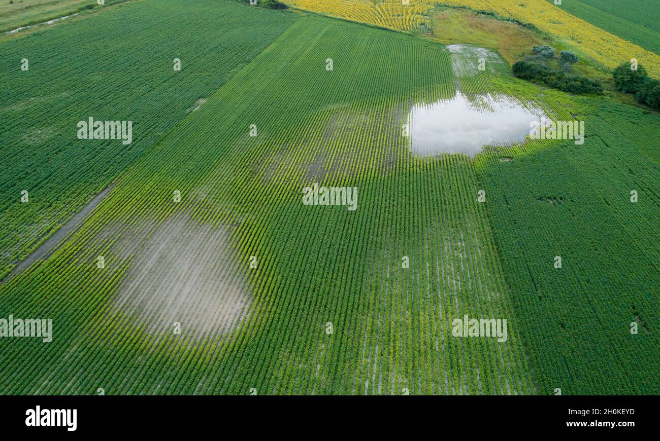 Aerial image of soybean field with problematic parts of ground, shoot ...