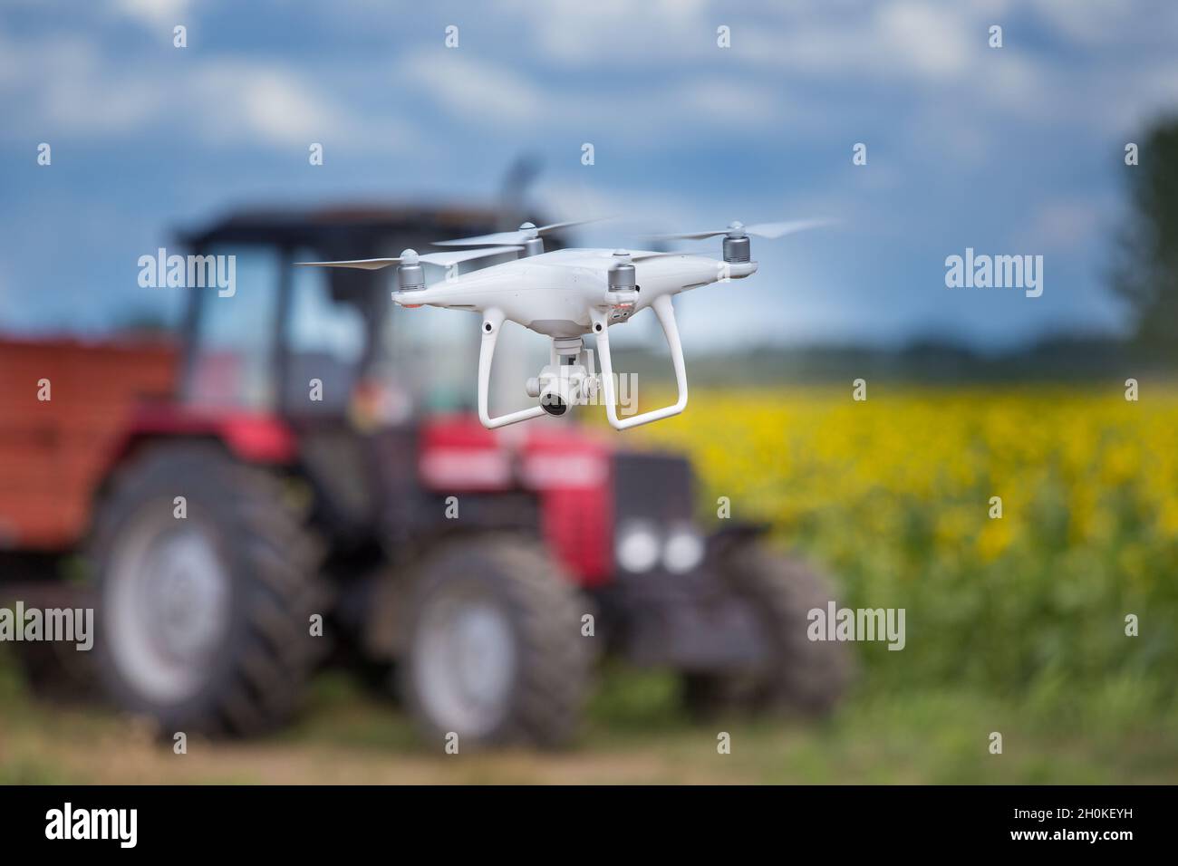 Drone flying in front of tractor with trailer in sunflower field in ...