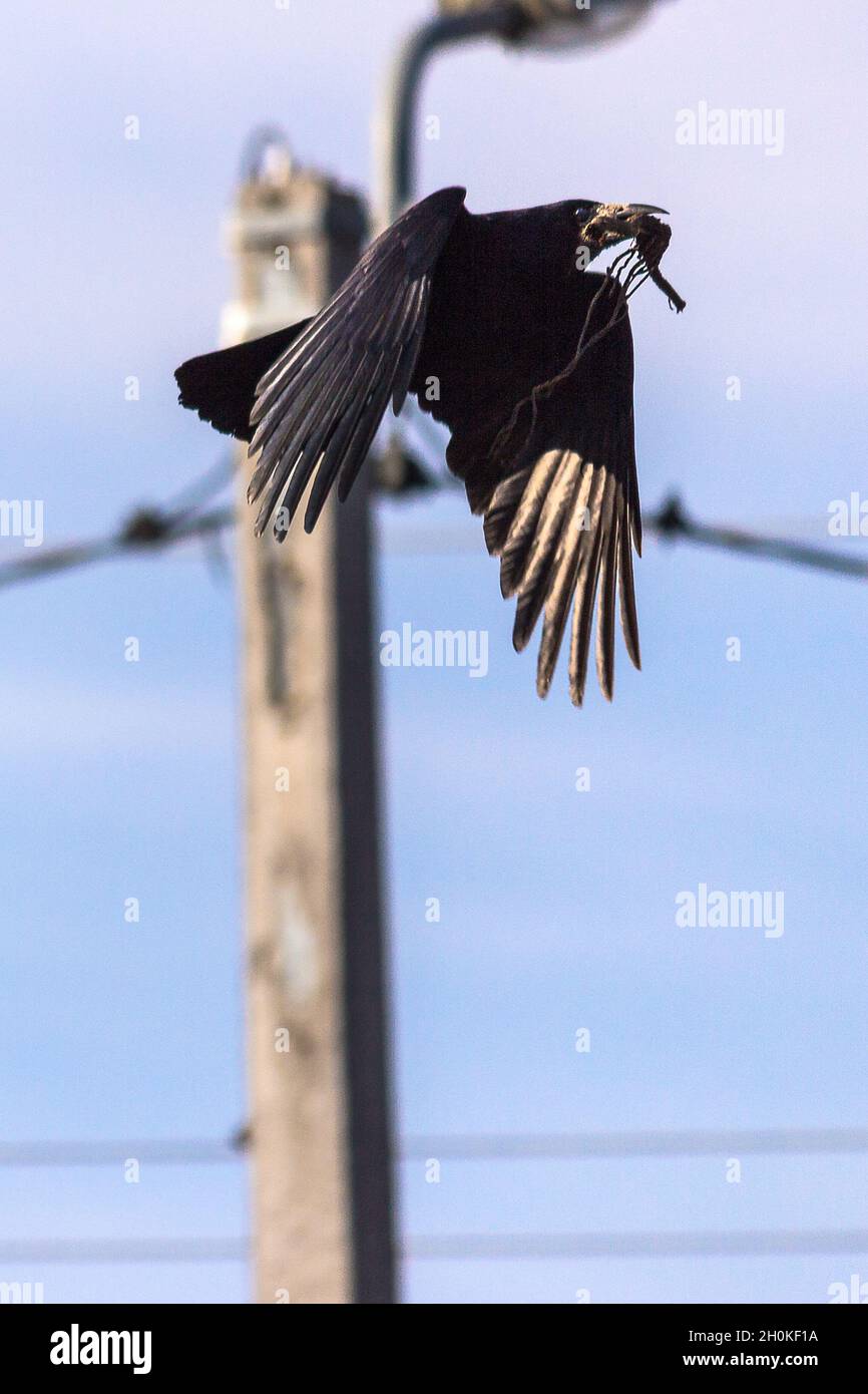 Eerie scenery of a majestic hawk flying in the sky Stock Photo - Alamy