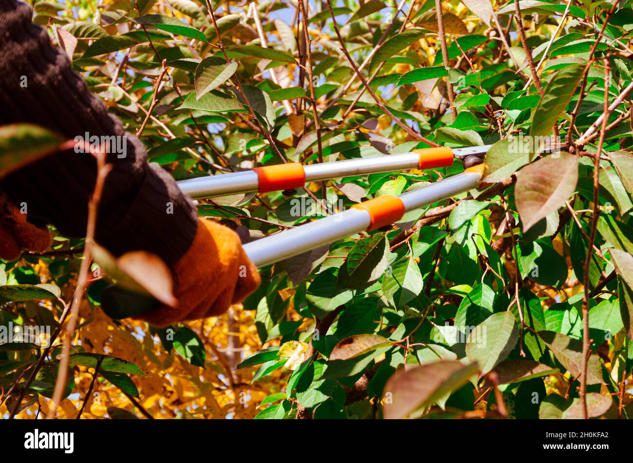 Seasonal pruning trees with pruning shears. Gardener pruning fruit ...