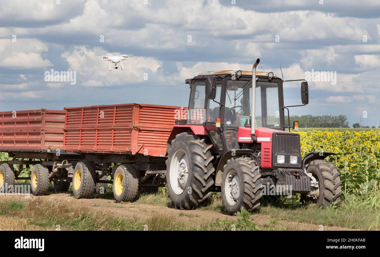 Drone flying above tractor with trailer in sunflower field in early ...