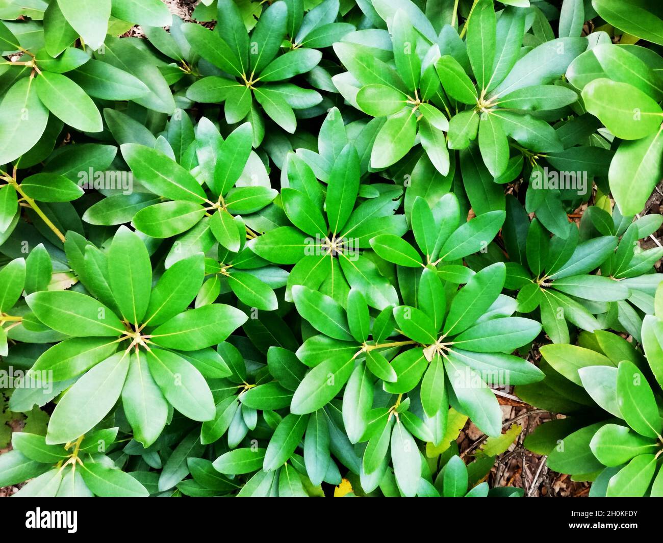 Green bush leaves pattern close up background Stock Photo - Alamy