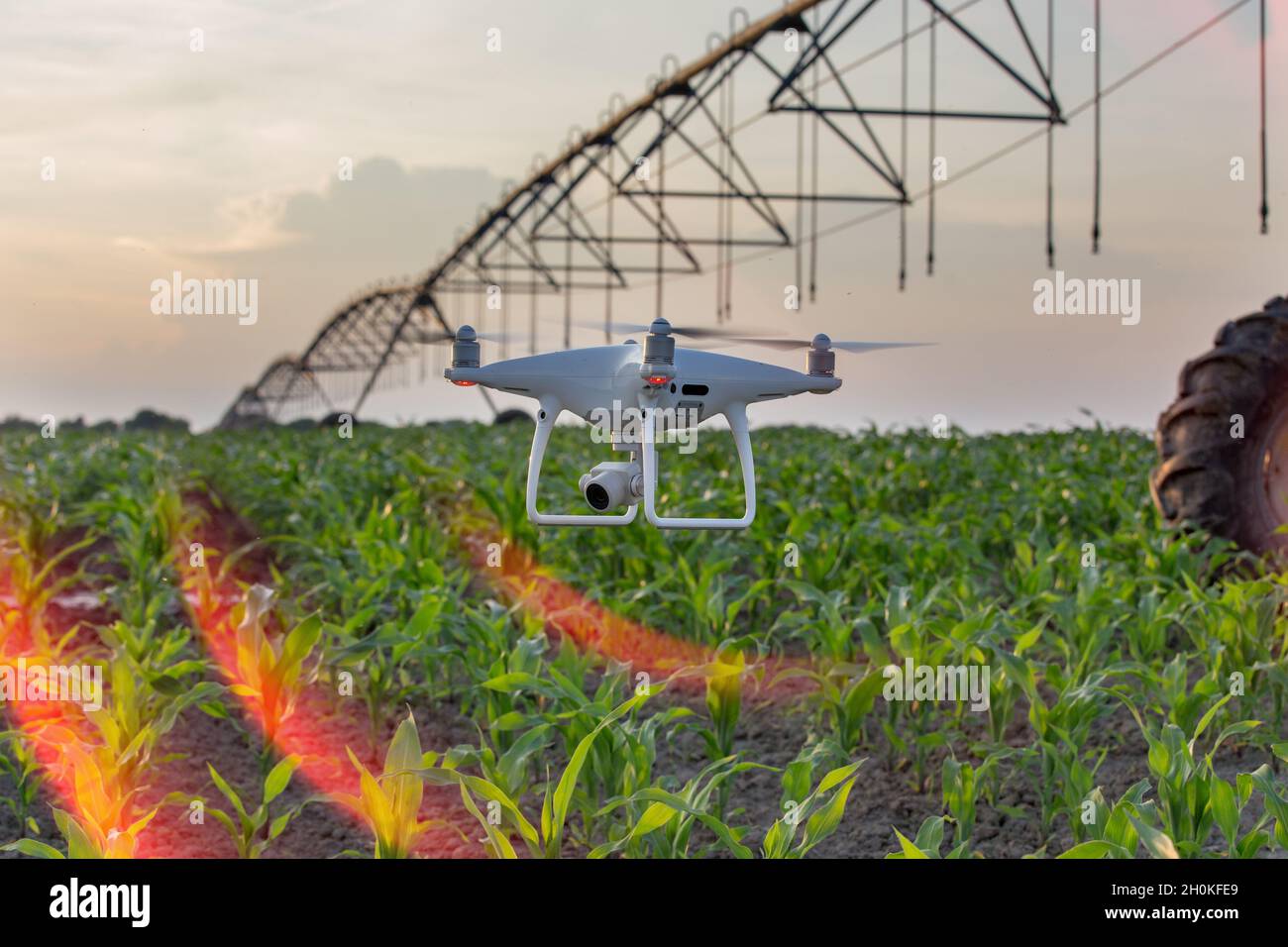Drone flying and mapping corn field in front of irrigation system ...