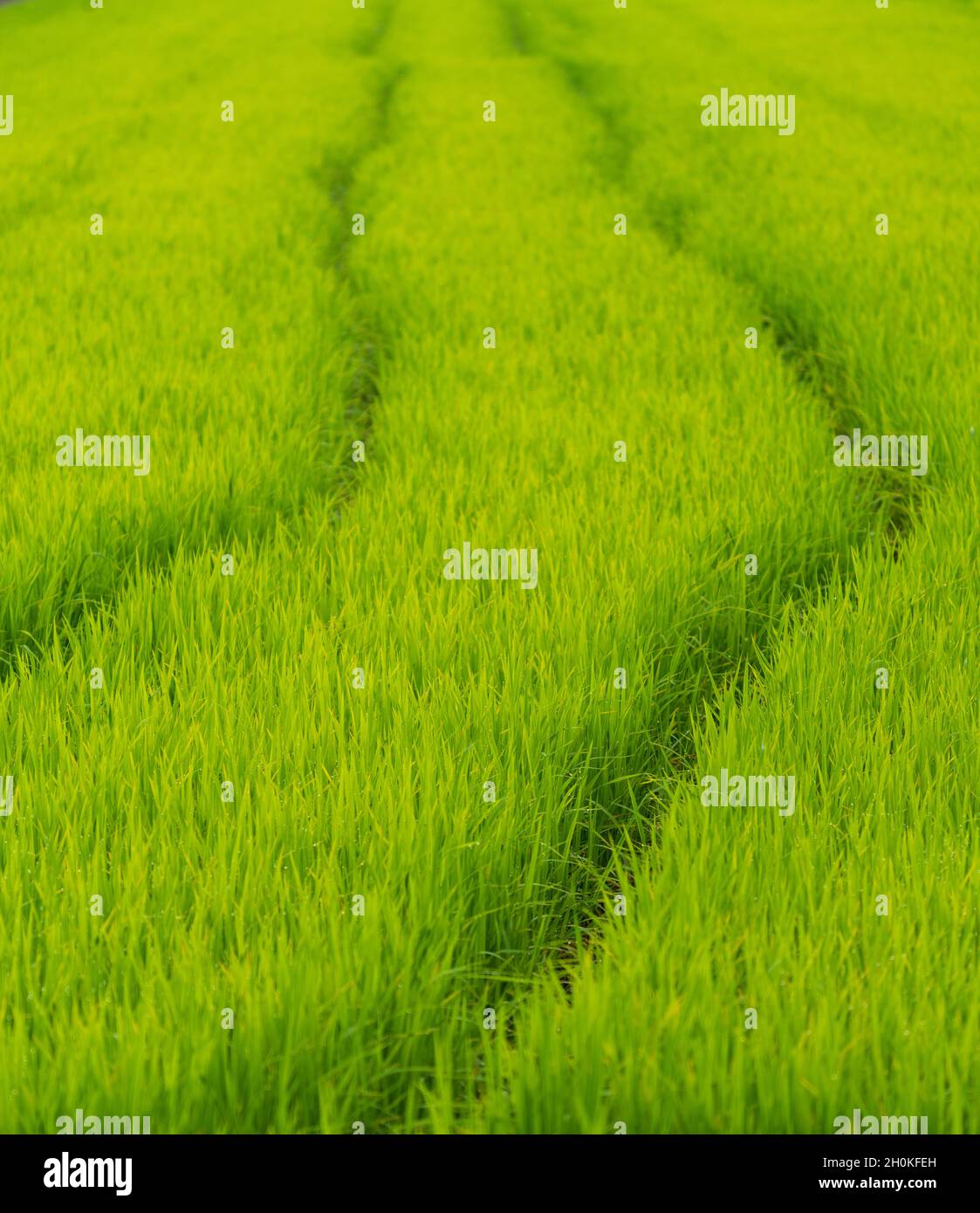 Rice field and wheel marks to the distance Stock Photo - Alamy