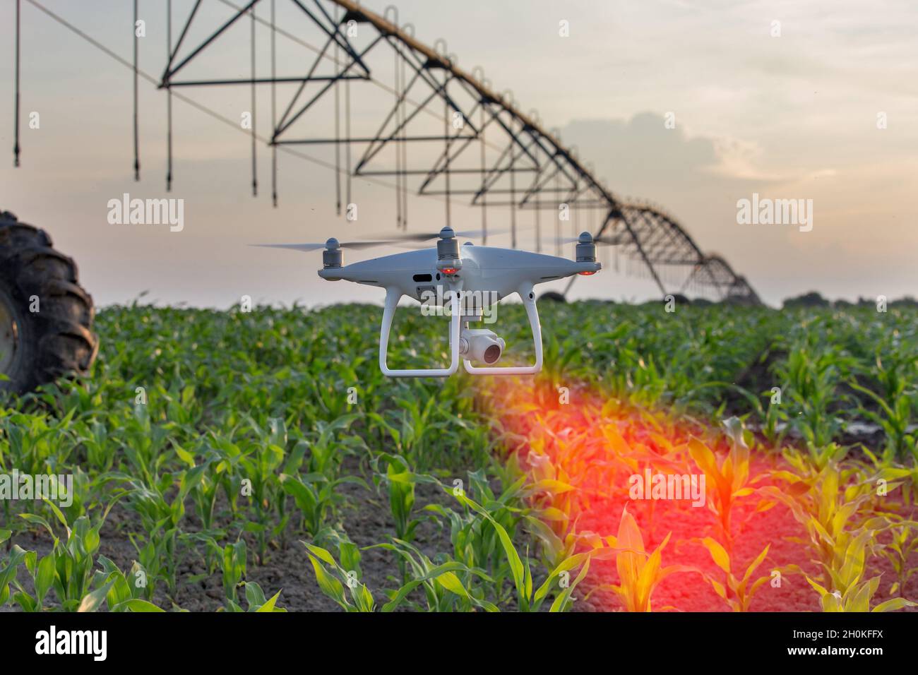 Drone flying and mapping corn field in front of irrigation system ...