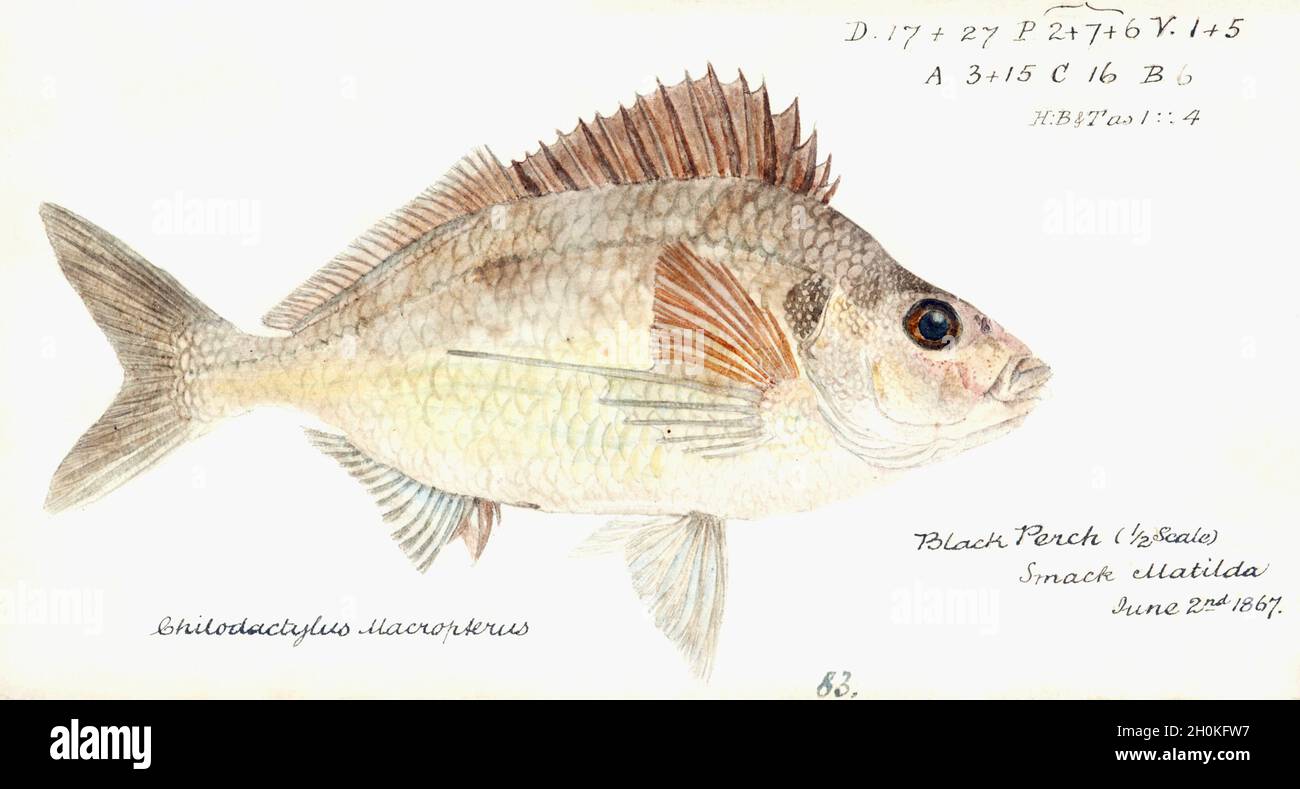 Frank Edward Clarke vintage fish illustration - Black Perch Stock Photo ...