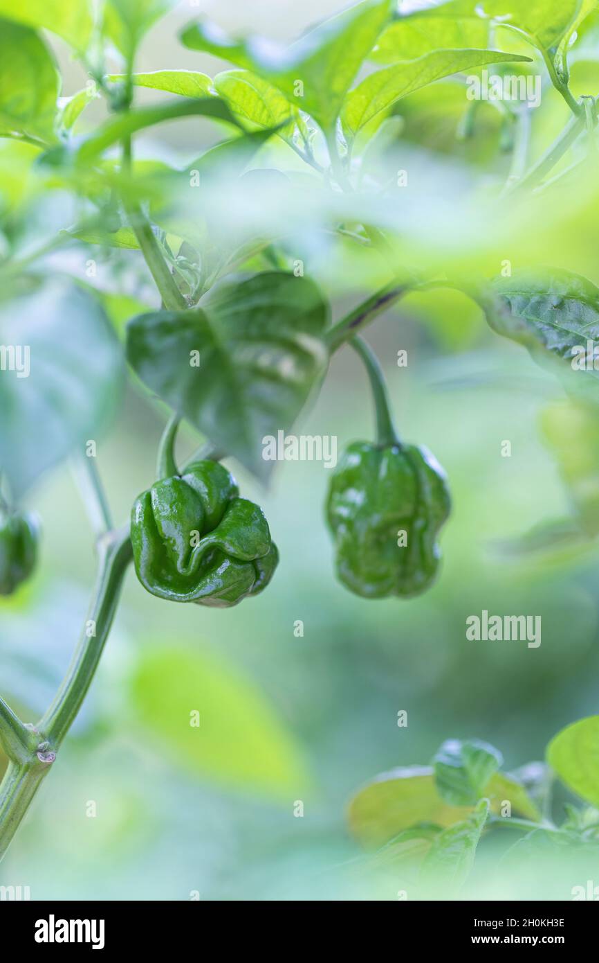Snack plant hi-res stock photography and images - Alamy