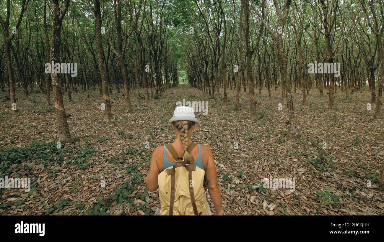 The traveler walks between trees plantation agriculture of asia for ...