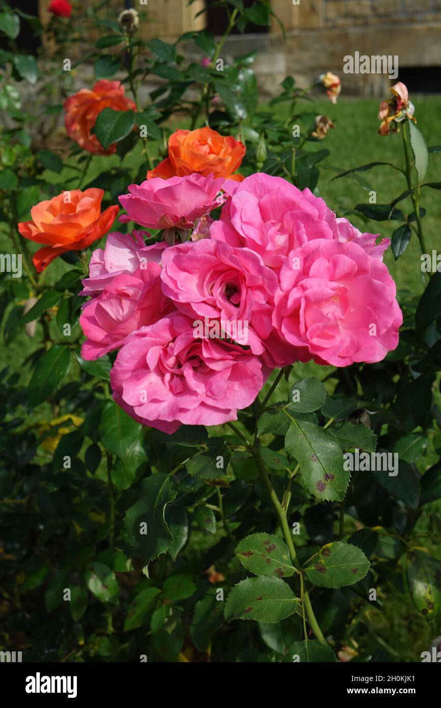 Beautiful pink roses growing in Torgny, Rouvroy, Luxembourg, Wallonia ...