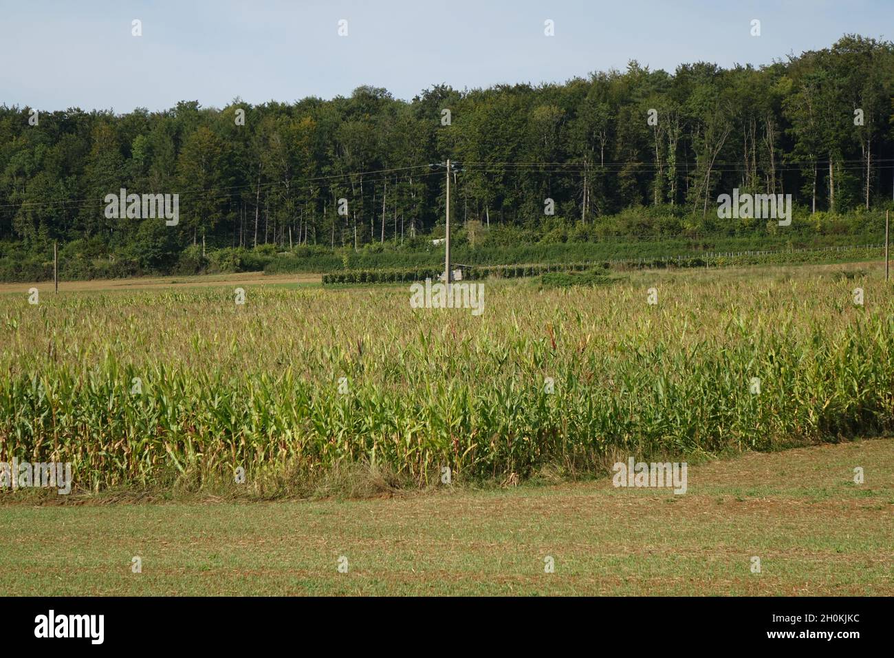 Typical Wallonian landscape in late summer near Torgny, Rouvroy ...