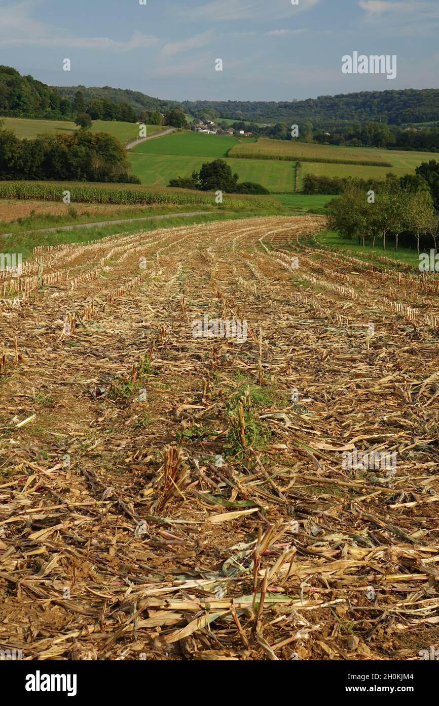 Corn maize harvest france hi-res stock photography and images - Alamy
