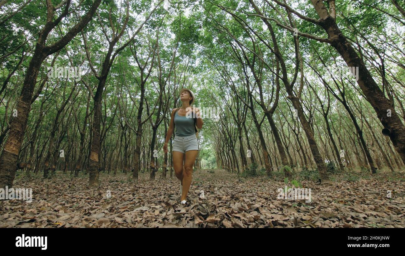 The traveler walks between trees plantation agriculture of asia for ...