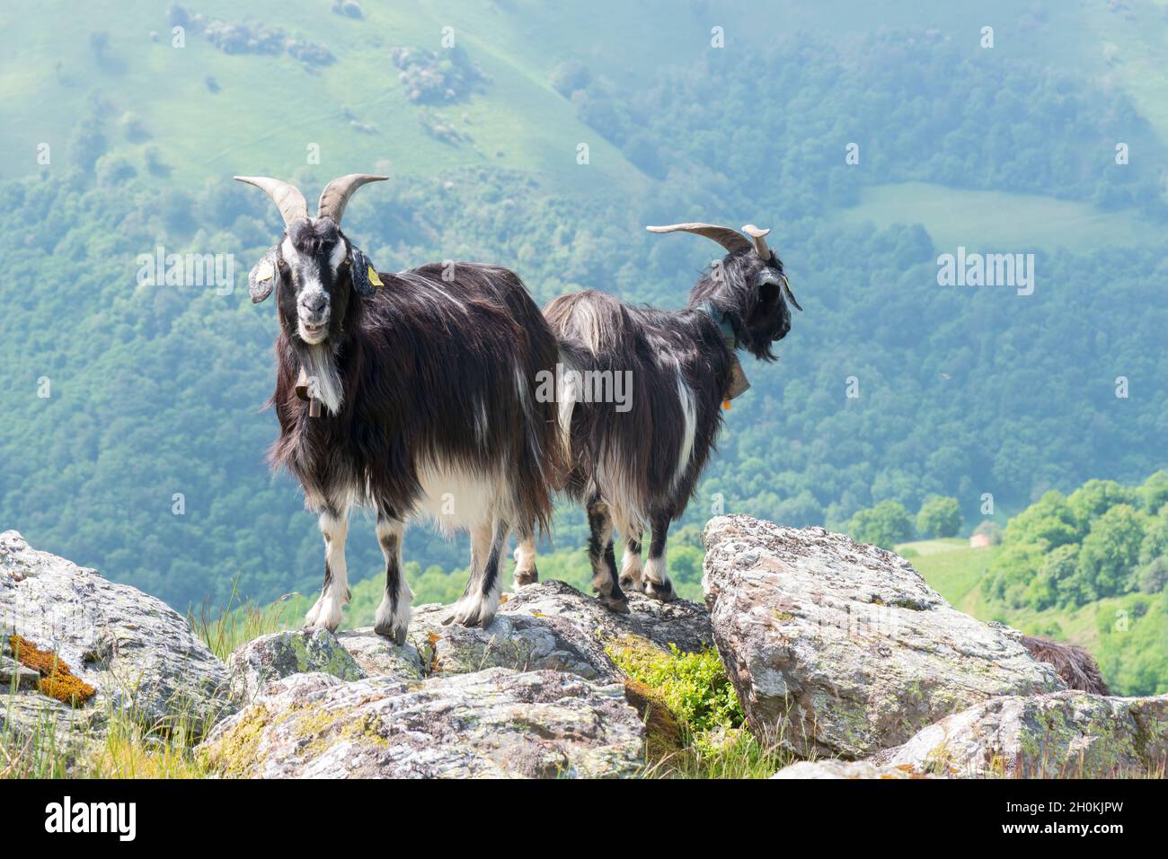 Shepherd and goats and summer hi-res stock photography and images - Alamy