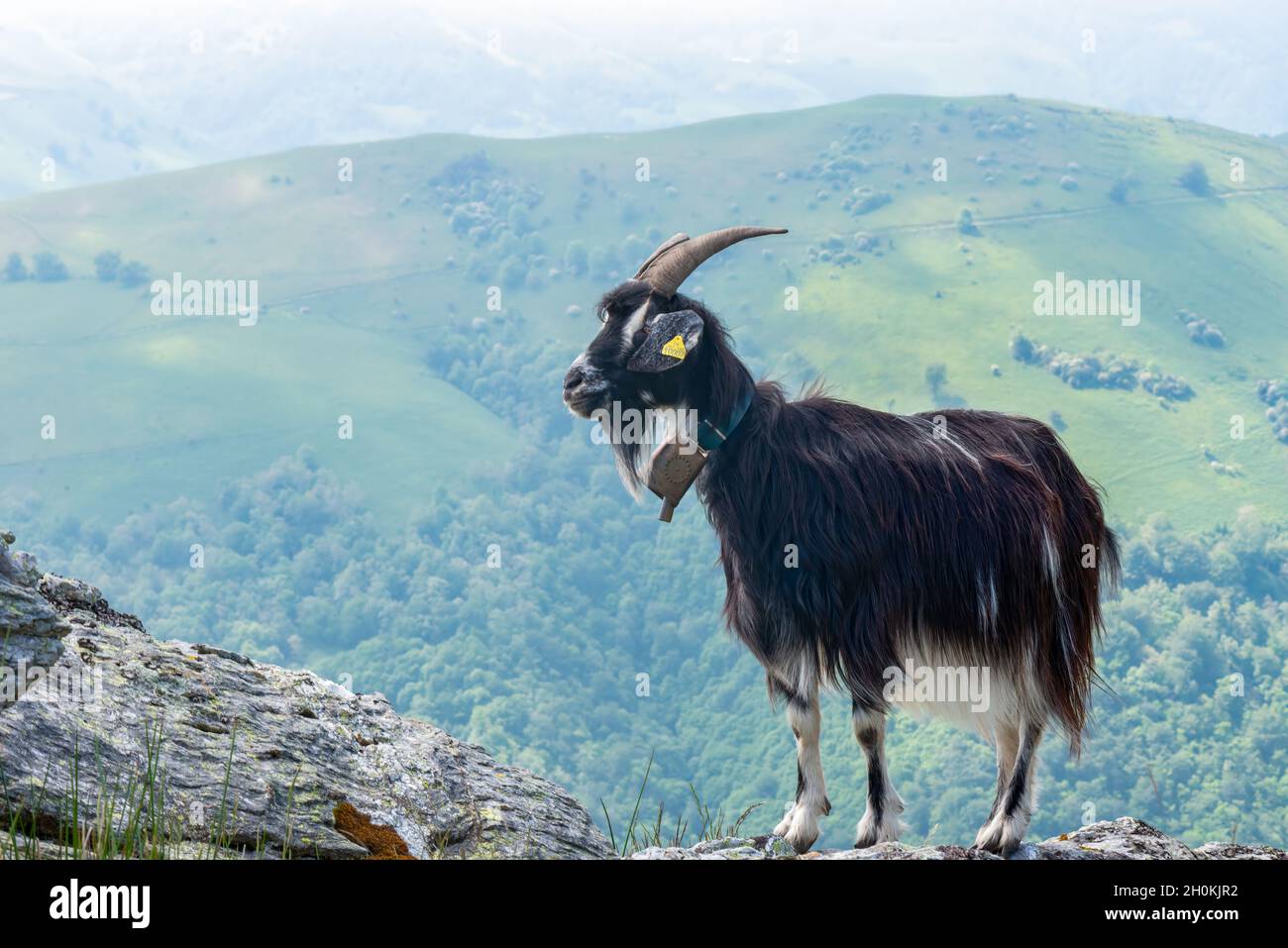 Long haired goat hi-res stock photography and images - Alamy