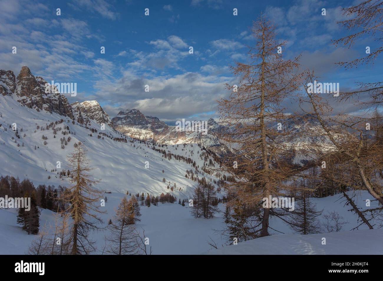 Winter panorama with larch trees illuminated by sunlight Stock Photo ...