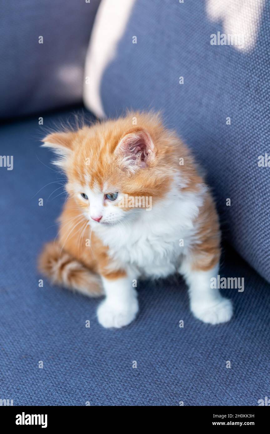 Cute ginger long haired kitten Stock Photo - Alamy