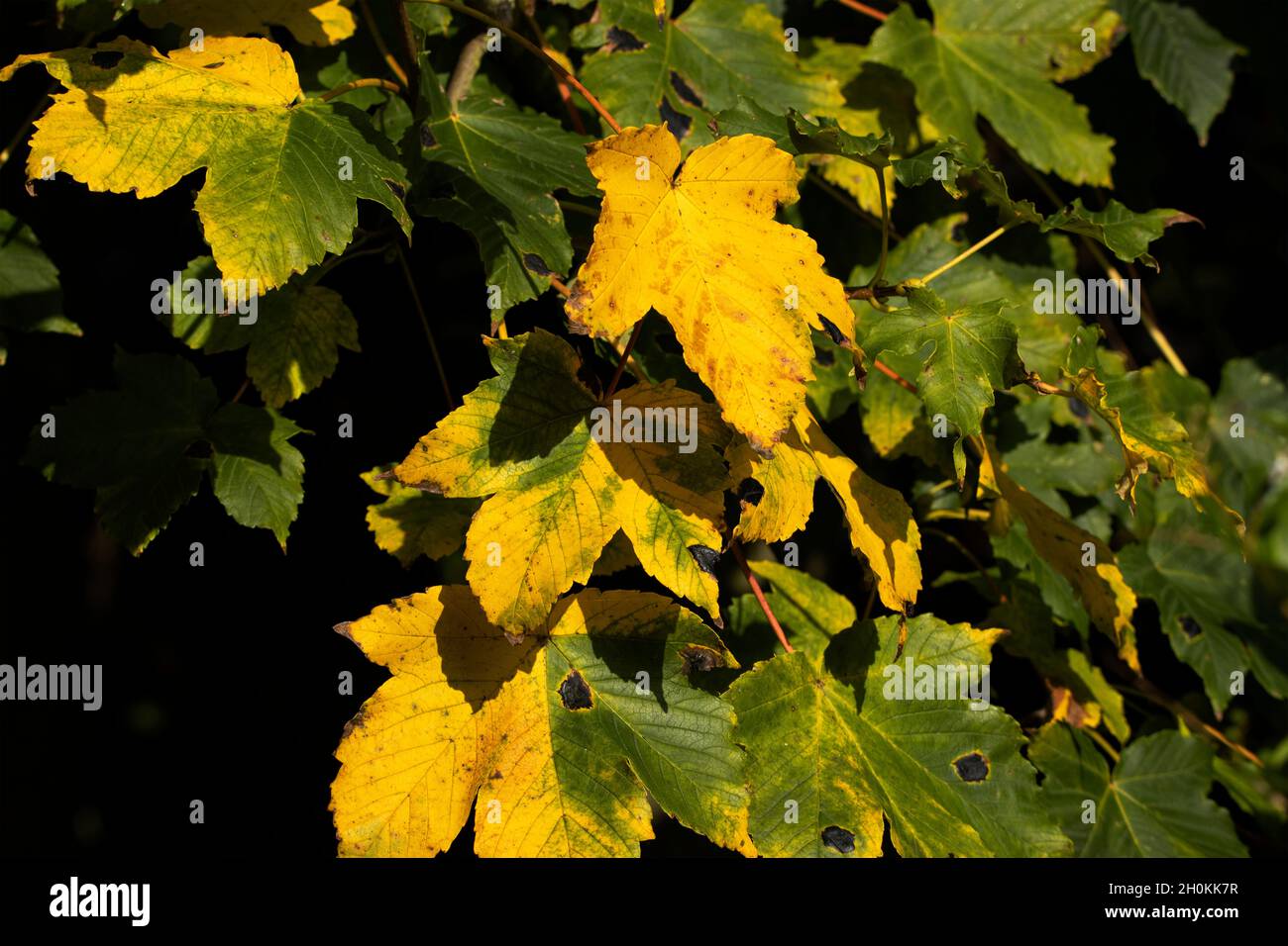 Senescence hi-res stock photography and images - Alamy