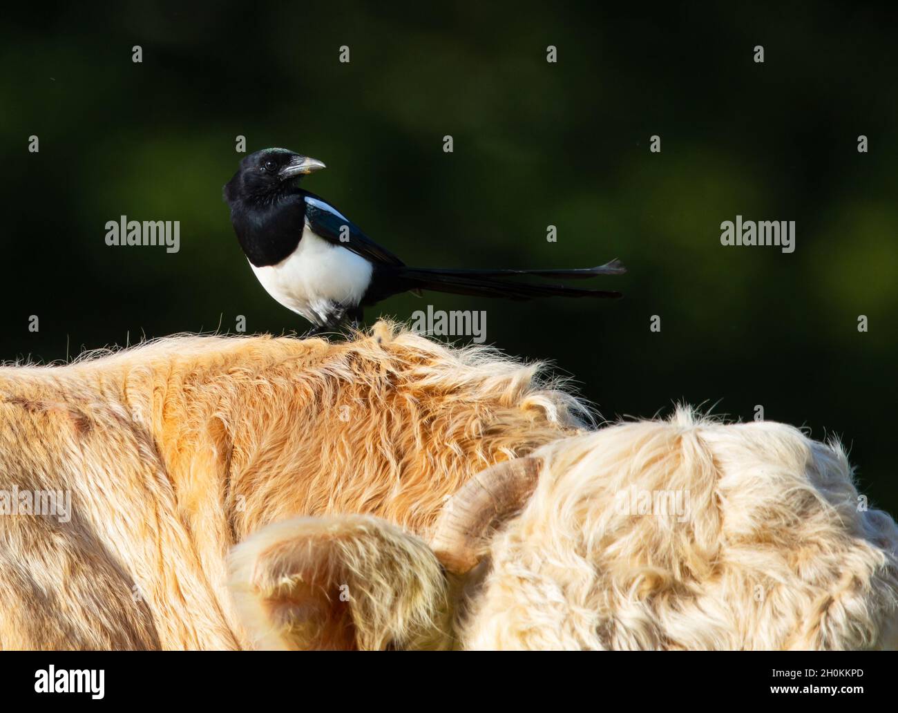 Magpie on back hi-res stock photography and images - Alamy