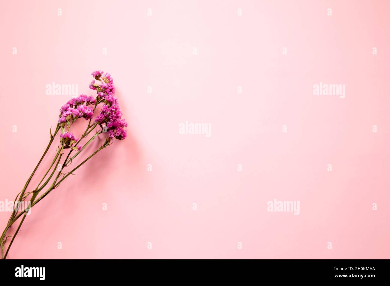 Multi colored flower border hi-res stock photography and images - Alamy