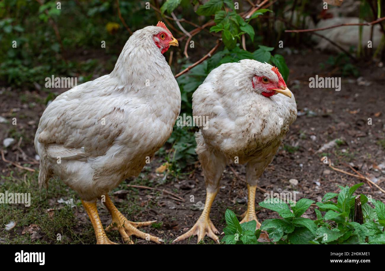 two broilers stand side by side looking to the side. High quality photo ...