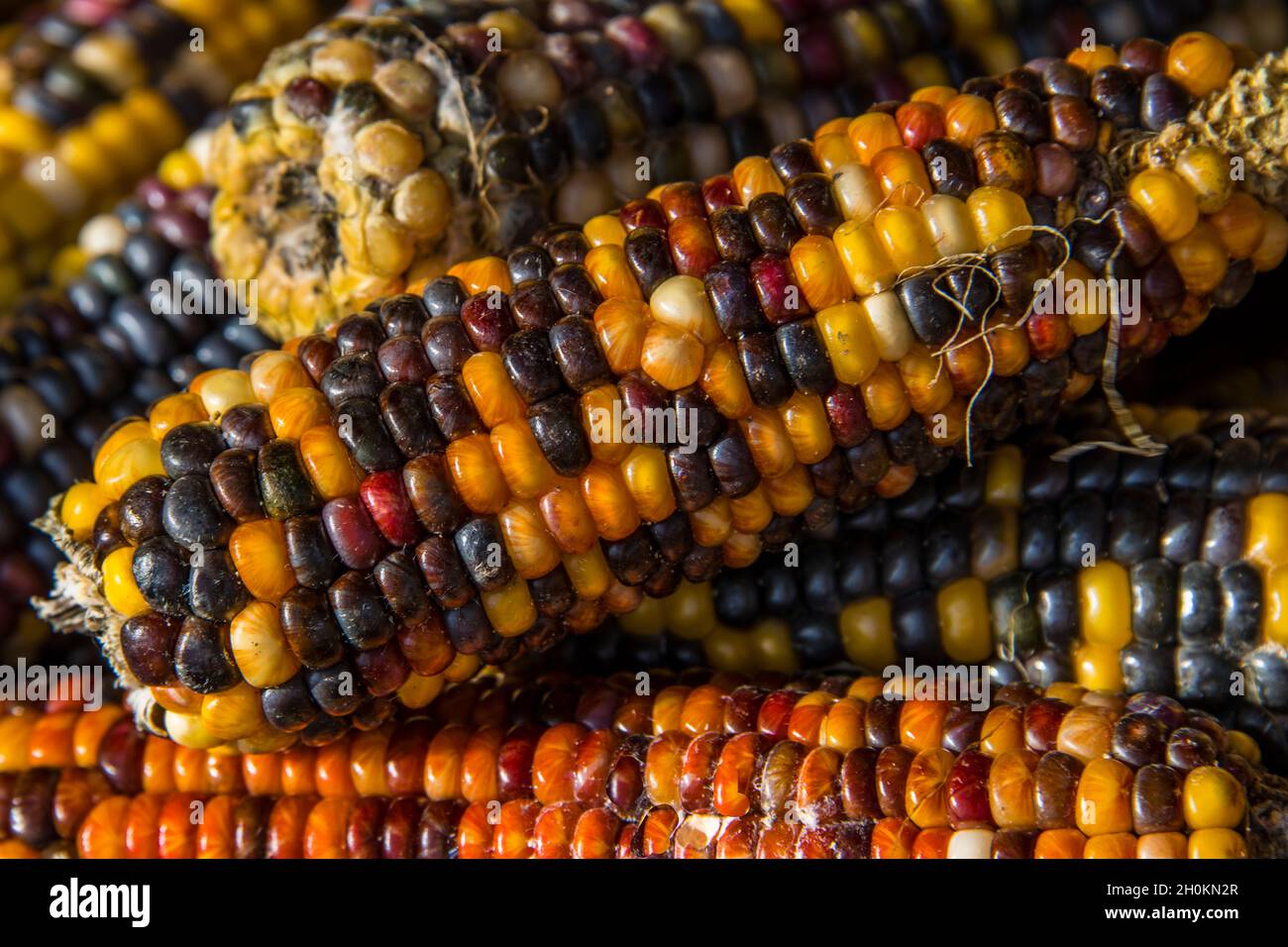 Maize cob colors hi-res stock photography and images - Alamy