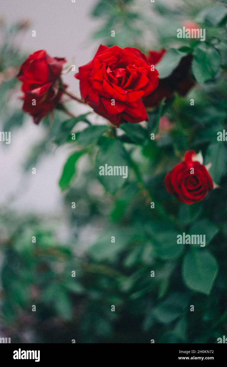 Selective of elegant roses on the bush in a garden Stock Photo - Alamy