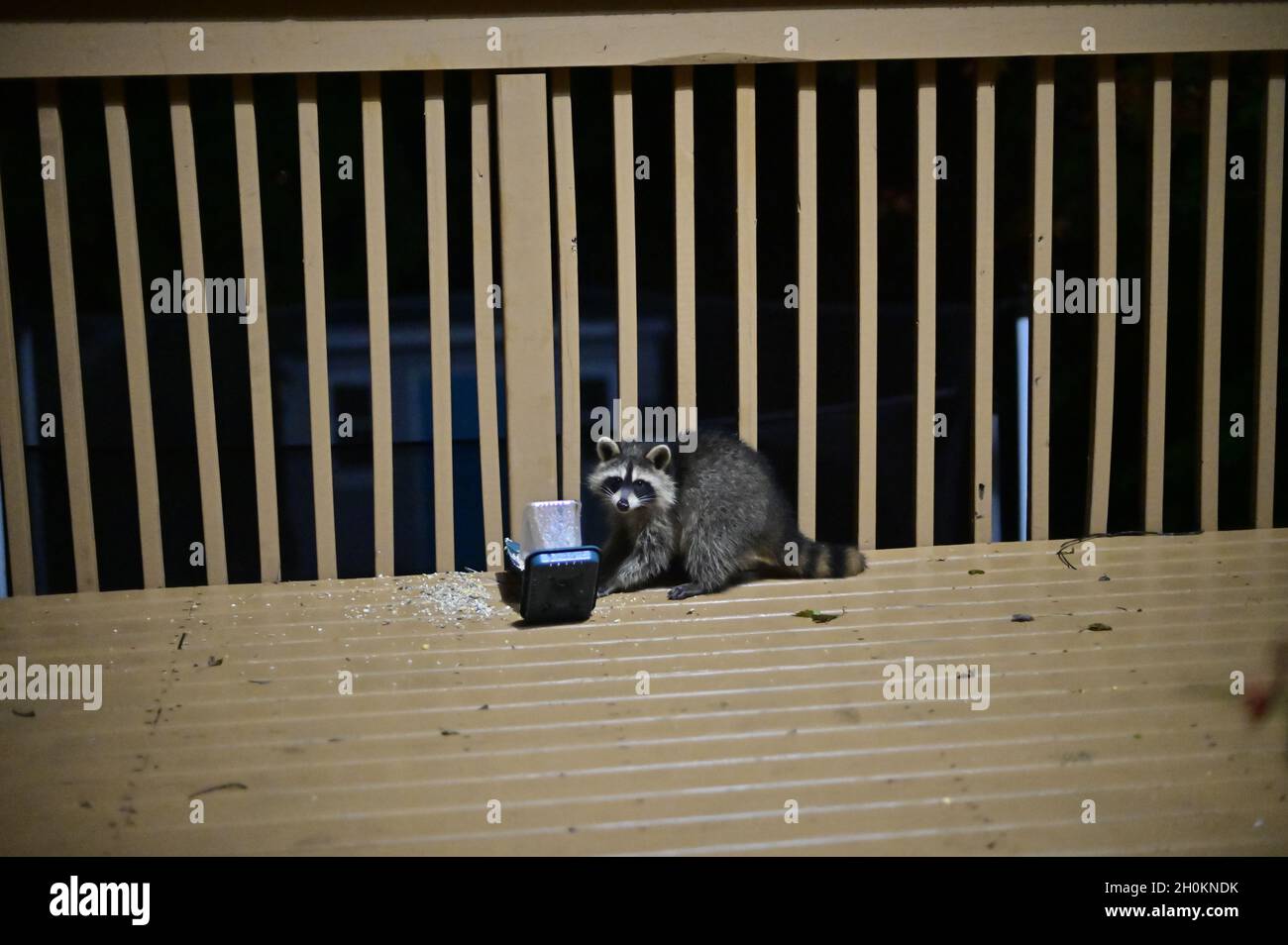 Raccoon in the backyard. The raccoon eats from an inverted bird feeder ...