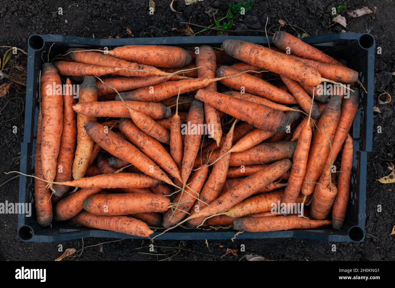 Carrots in a box hi-res stock photography and images - Alamy