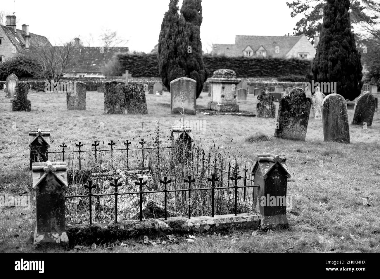Dead yew tree Black and White Stock Photos & Images - Alamy