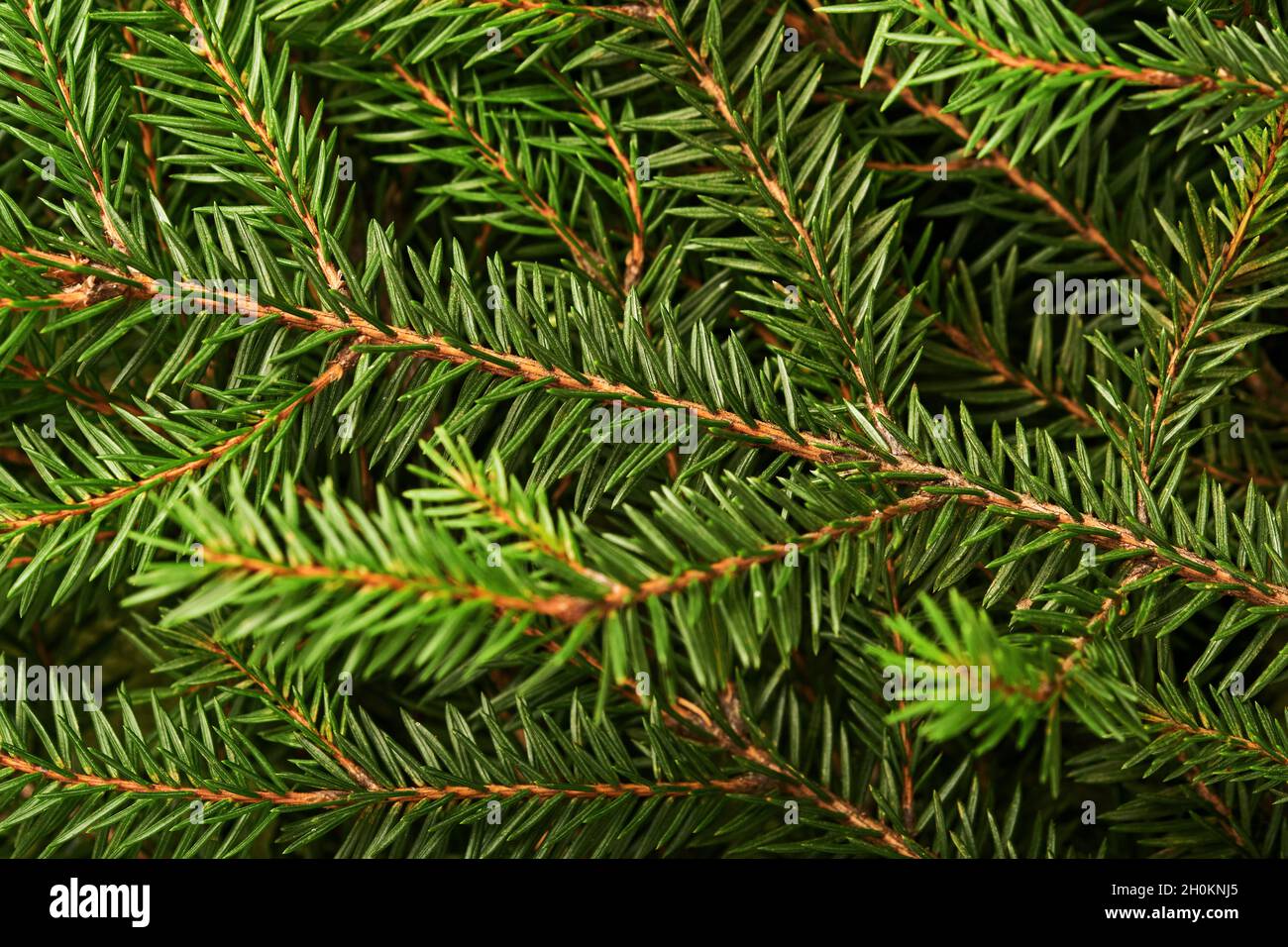 Fir tree. Background and texture for Christmas tree branches. Top view ...