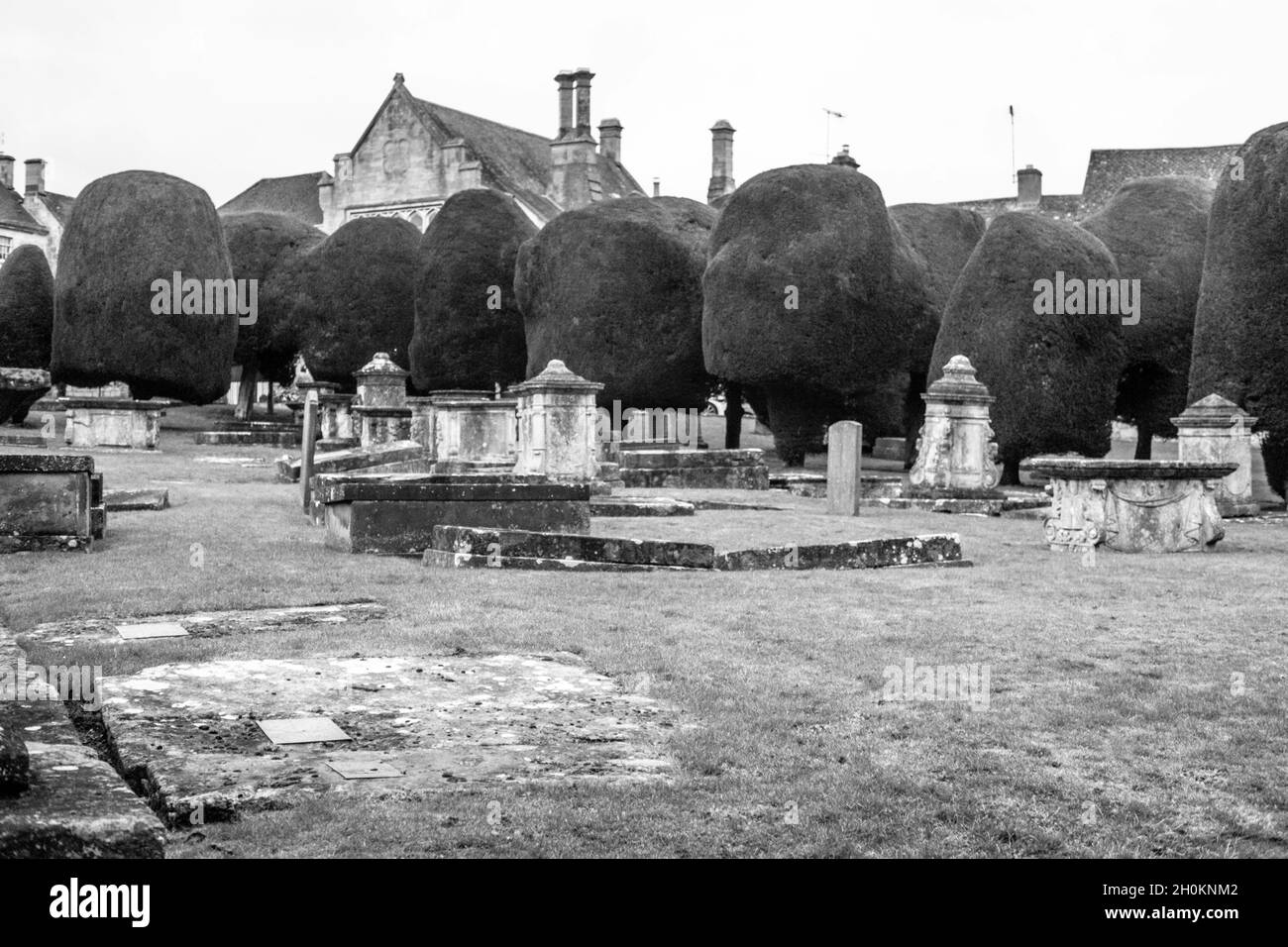 Dead yew tree Black and White Stock Photos & Images - Alamy