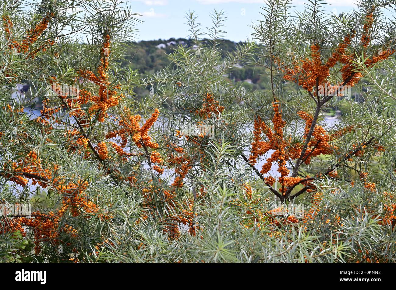 Sea buckthorn bush in nature. The bush is densely covered with orange ...