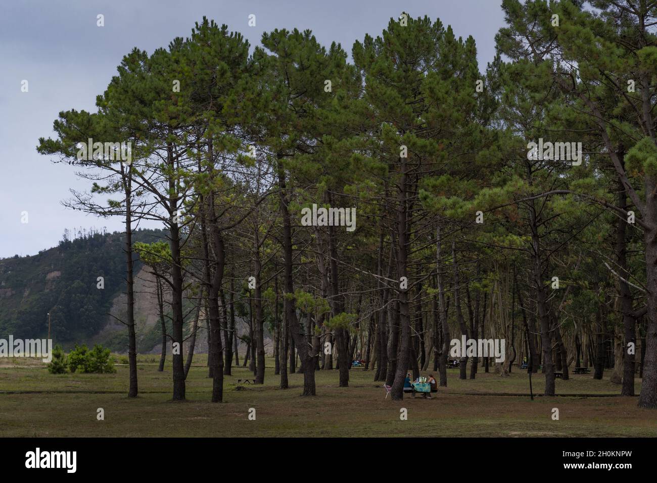 Scenic view of the edge of the woods with tall pine trees in Asturias ...