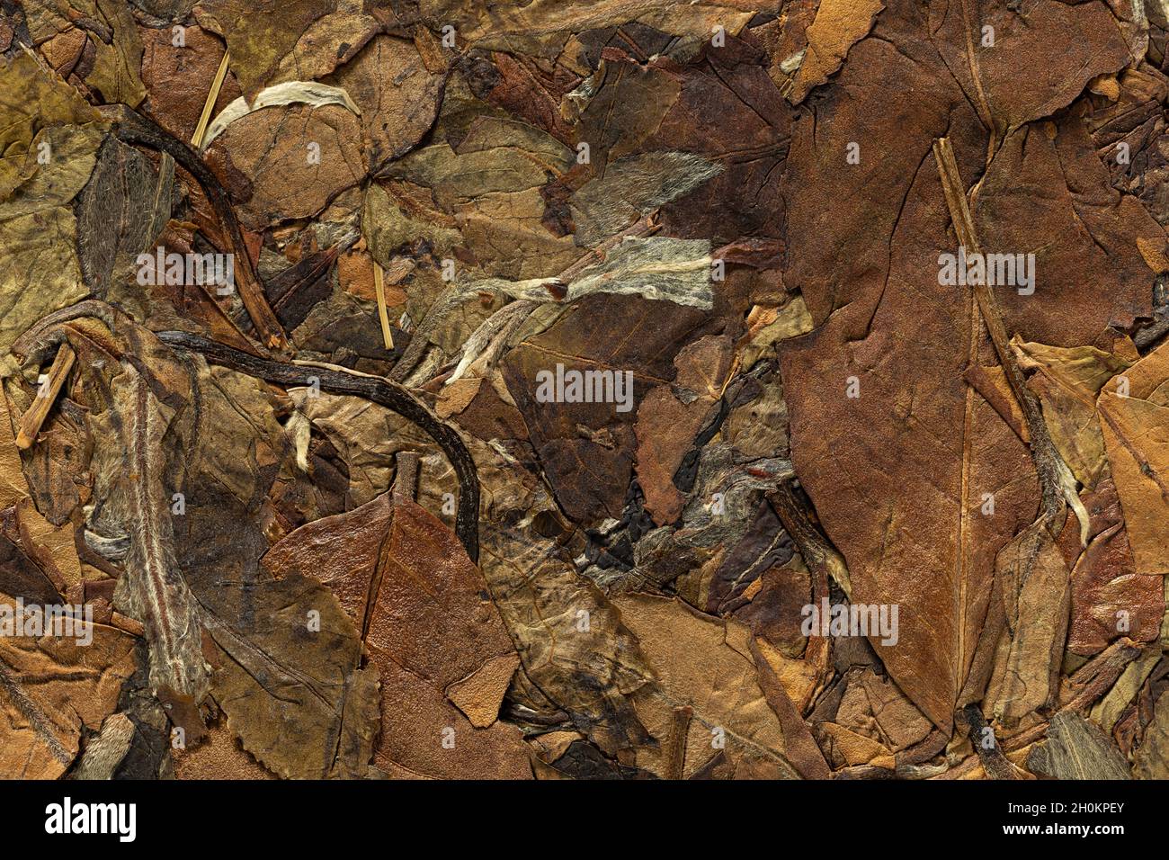 Tea pressing split closeup, white tea tea leaves, tea elements ...