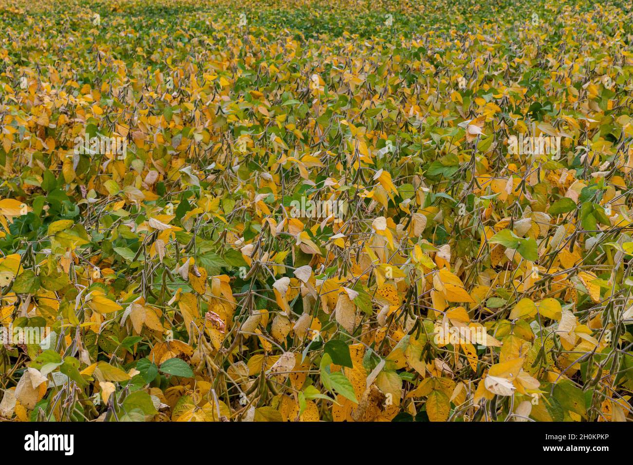 Sow beans hi-res stock photography and images - Alamy