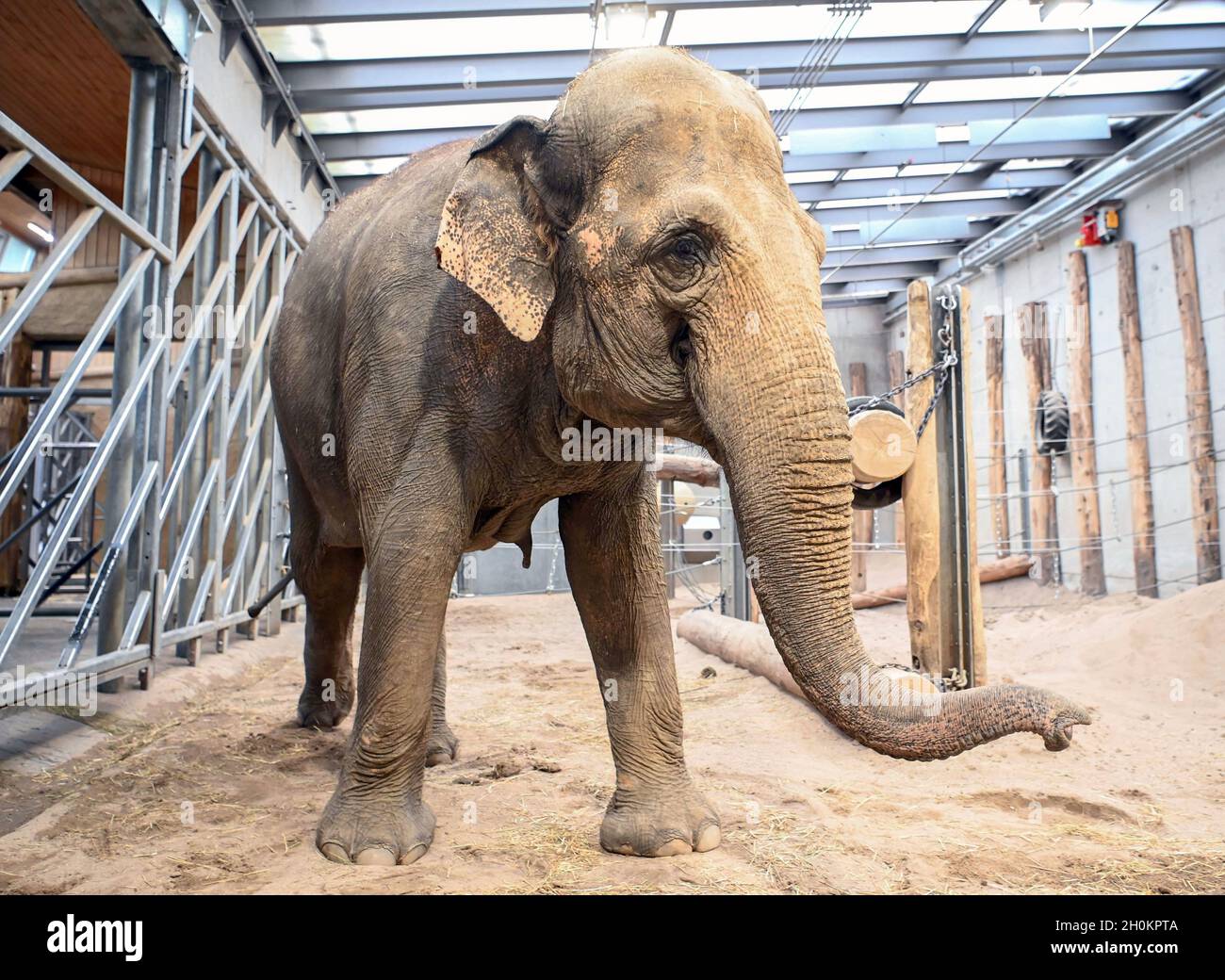 Karlsruhe, Germany. 13th Oct, 2021. The elephant cow Saida stands in ...
