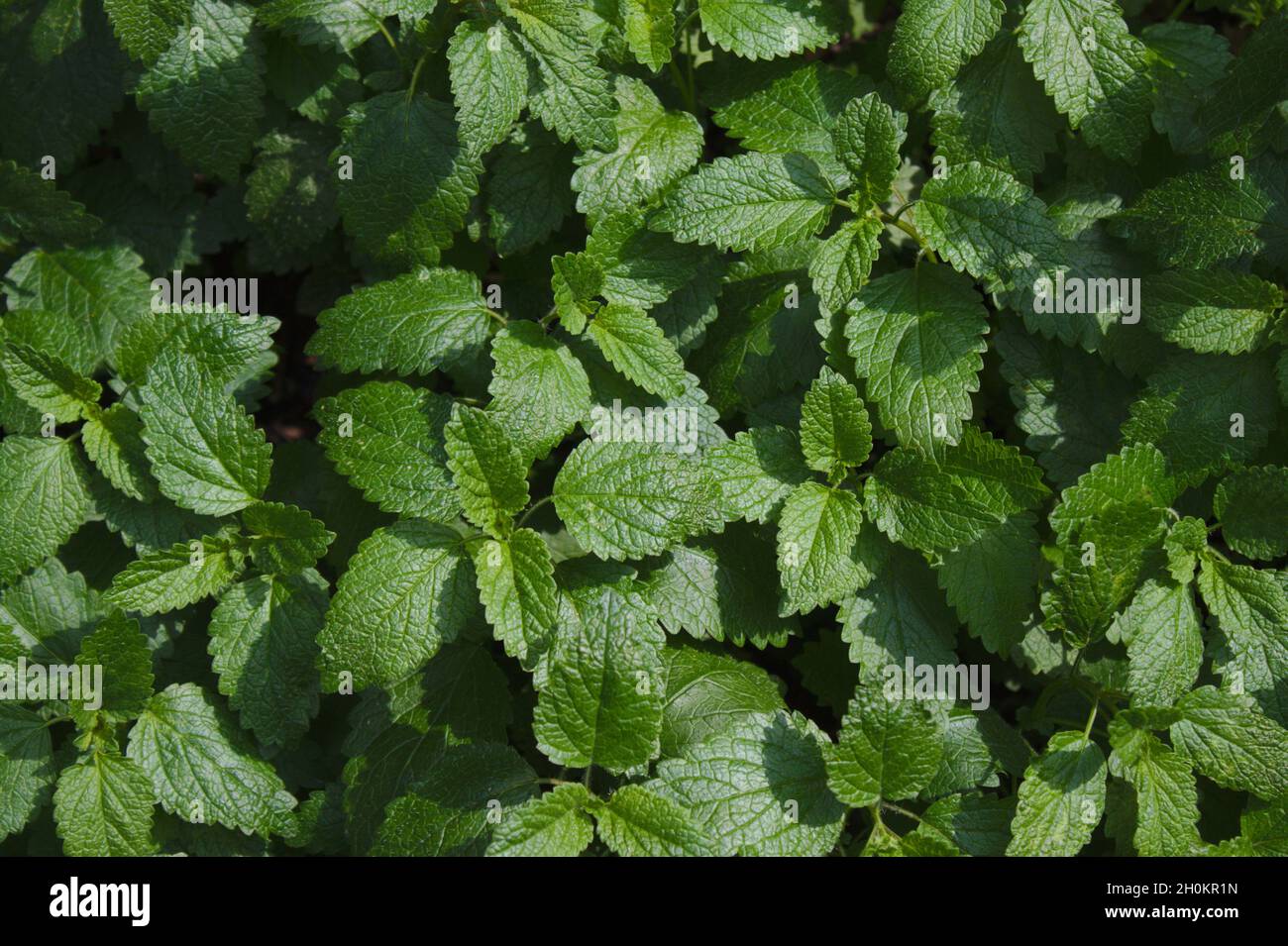 Lemon balm in the garden hi-res stock photography and images - Alamy