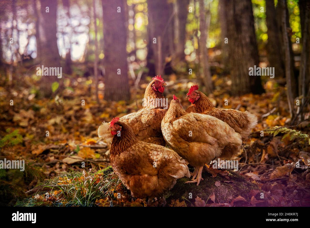 Forage chickens hi-res stock photography and images - Alamy