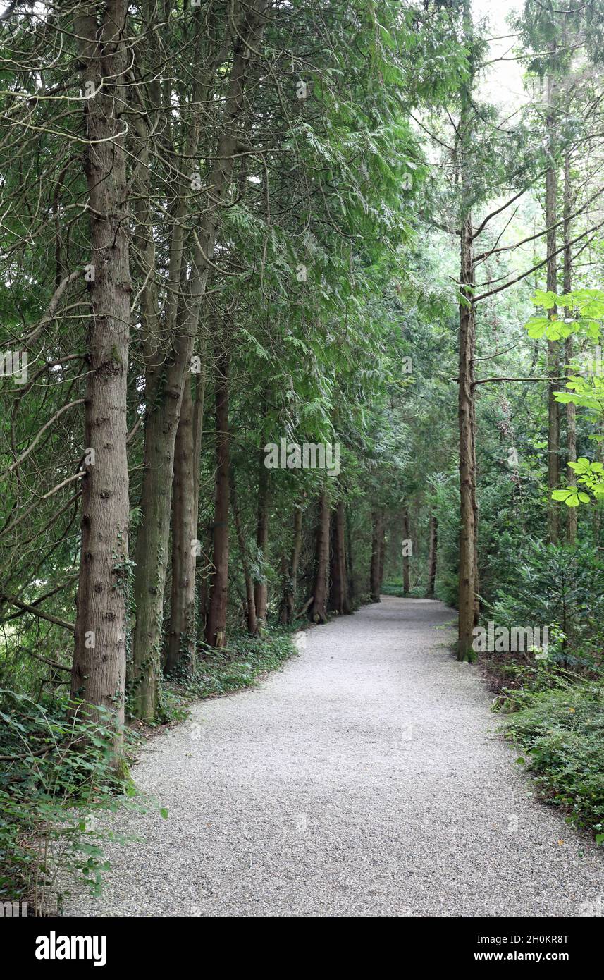 path without people in the middle of the forest with many trees in ...