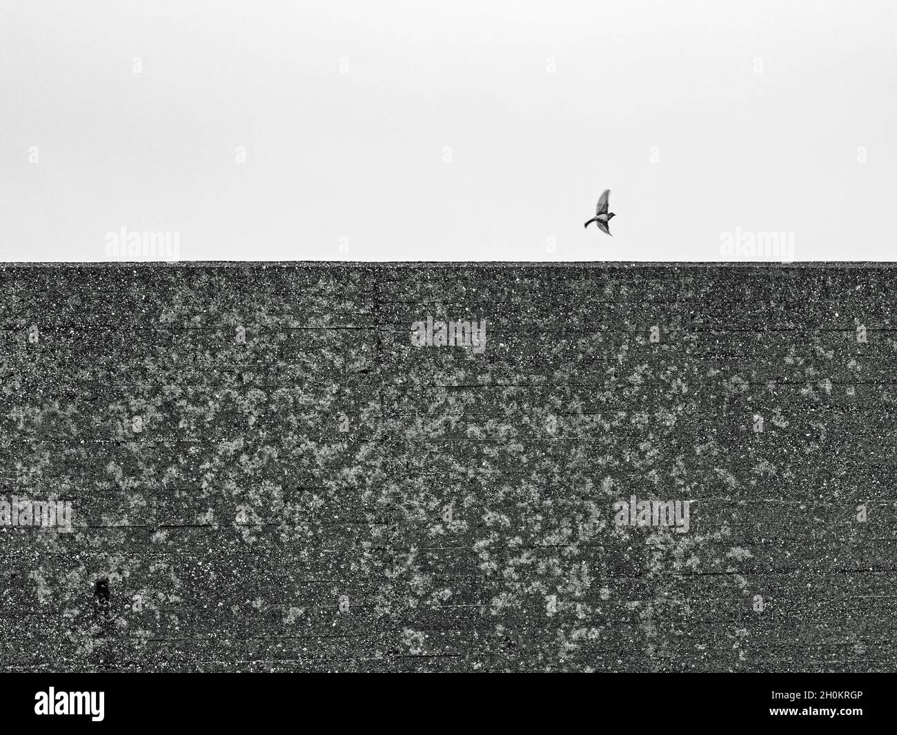 A small bird flies over a big wall to freedom Stock Photo - Alamy
