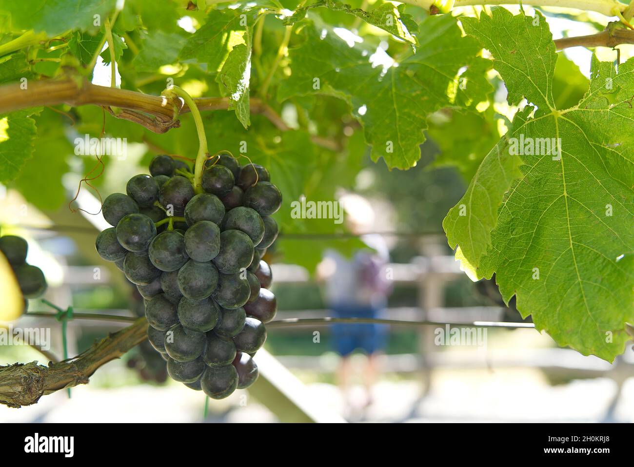 Fox grape hi-res stock photography and images - Alamy